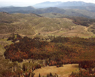 Mountain Pine Beetle Infestation in Northeast Oregon - photos by ...