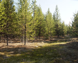 Mountain Pine Beetle Infestation in Northeast Oregon - photos by ...
