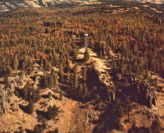 Mountain Pine Beetle Infestation in Northeast Oregon - photos by ...