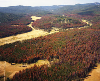 Mountain Pine Beetle Infestation in Northeast Oregon - photos by ...