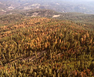 Mountain Pine Beetle Infestation in Northeast Oregon - photos by ...