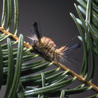 Douglas-fir Tussock Moth infestation in Northeast Oregon photos by ...