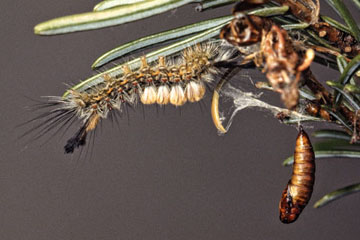 Douglas-fir Tussock Moth infestation in Northeast Oregon photos by ...