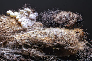 Douglas-fir Tussock Moth infestation in Northeast Oregon photos by ...