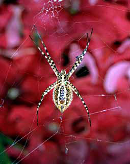 Yellow Garden Spider - photo by Gildemeister Oregon photographer